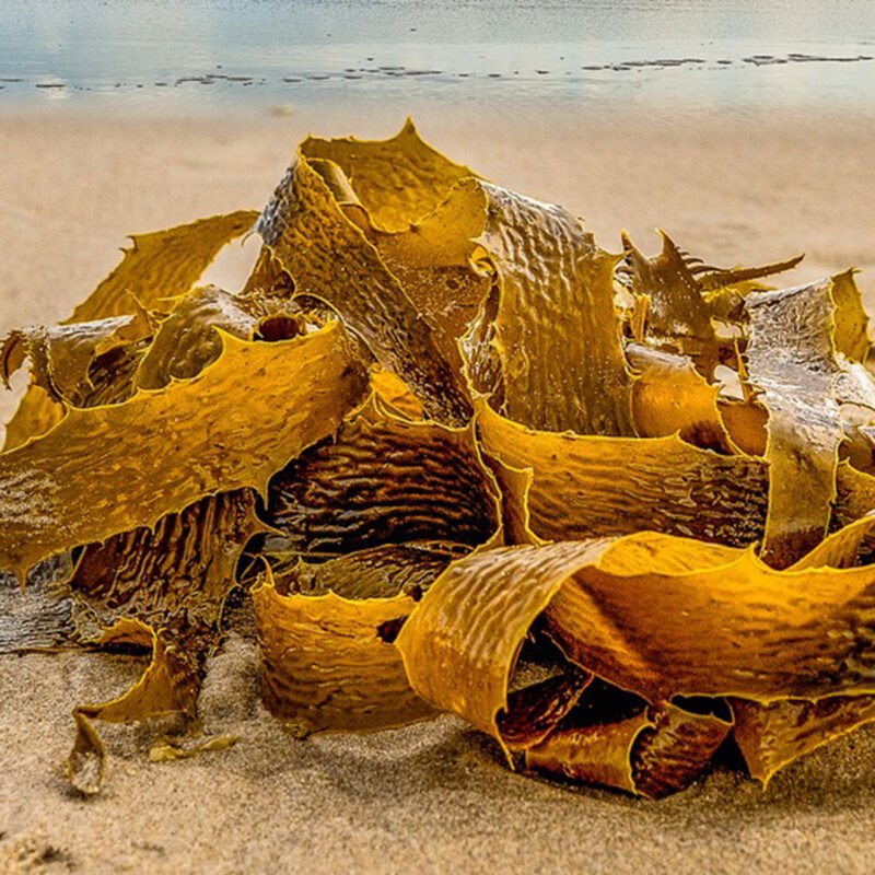 12 Jenis Rumput Laut Yang Harus Kamu Coba - Cairo Food