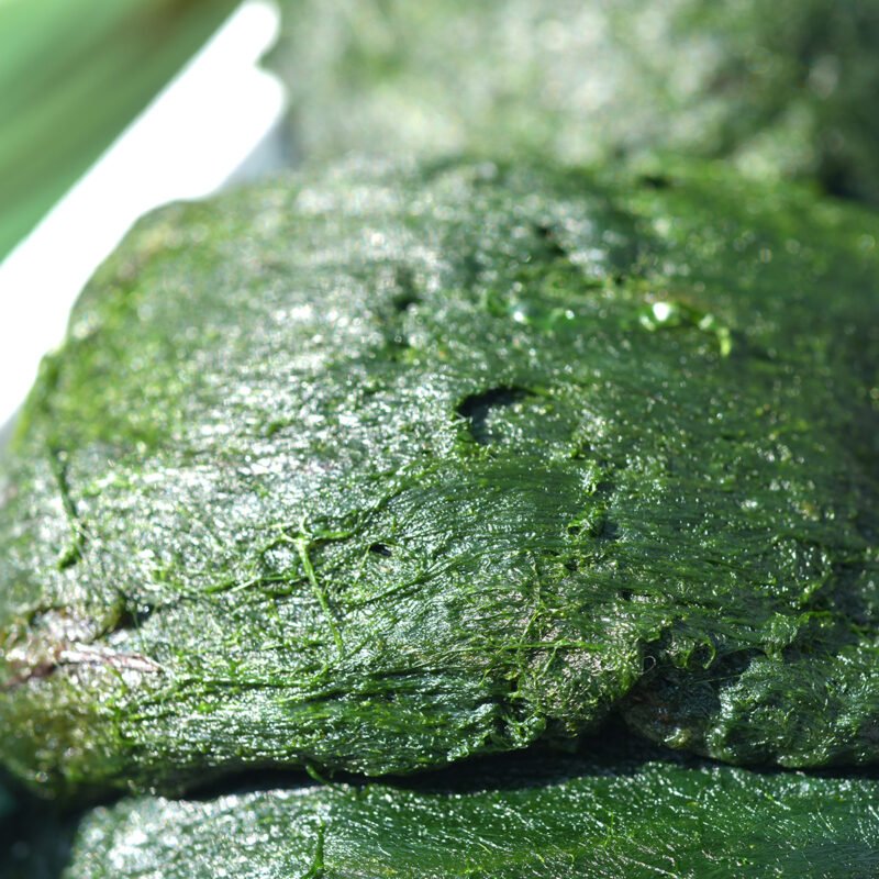 12 Jenis Rumput Laut Yang Harus Kamu Coba - Cairo Food