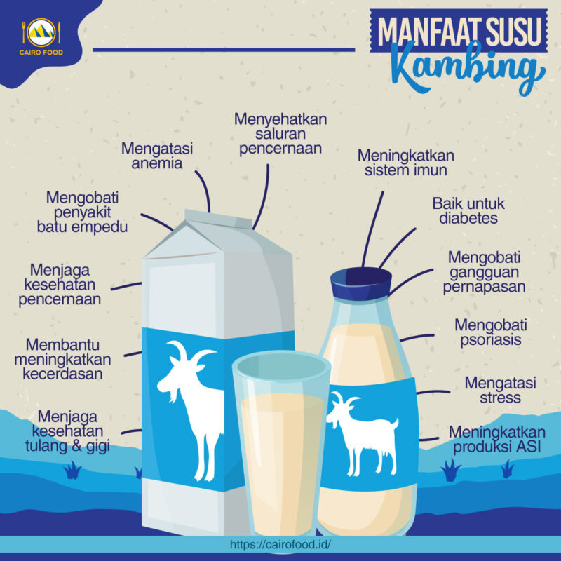 12 Manfaat Susu Kambing Bagi Kesehatan - Cairo Food