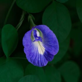 16 Macam Tumbuhan Herbal Serta Manfaatnya Bagi Kesehatan