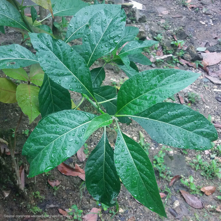 16 Macam Tumbuhan Herbal Serta Manfaatnya Bagi Kesehatan