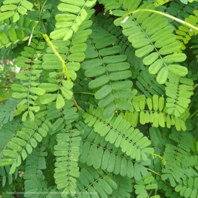 16 Macam Tumbuhan Herbal Serta Manfaatnya Bagi Kesehatan