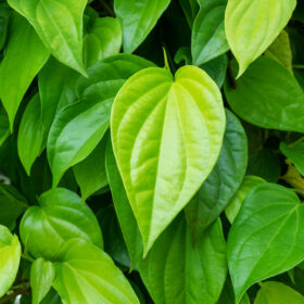 16 Macam Tumbuhan Herbal Serta Manfaatnya Bagi Kesehatan