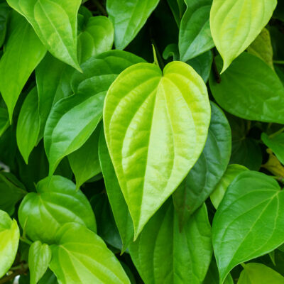 16 Macam Tumbuhan Herbal Serta Manfaatnya Bagi Kesehatan