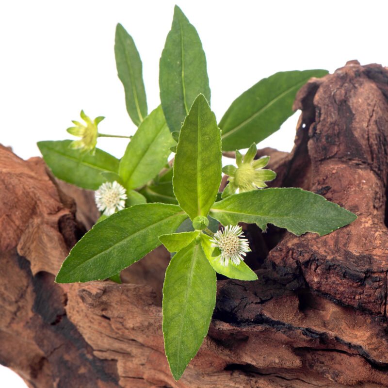 16 Macam Tumbuhan Herbal Serta Manfaatnya Bagi Kesehatan