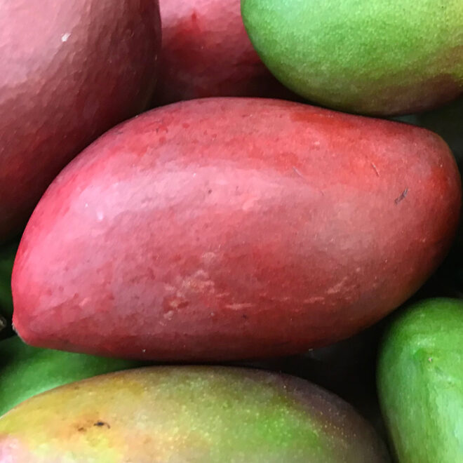 18 Jenis Varietas Buah Mangga Beserta Keunggulannya