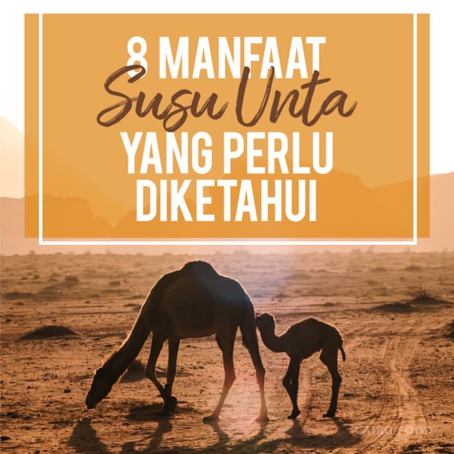 8 Manfaat Susu Unta Yang Perlu Diketahui - Cairo Food