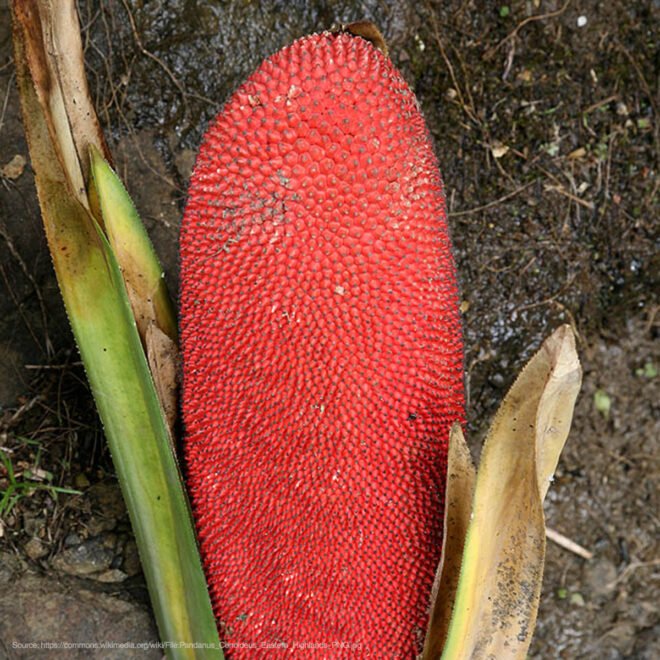 4 Fakta Buah Merah Khas Papua Serta Manfaatnya